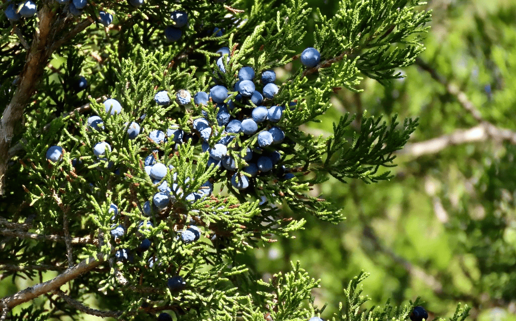 Spread Love for Texas Cedar Trees: A Maas Verde Challenge | Maas Verde ...